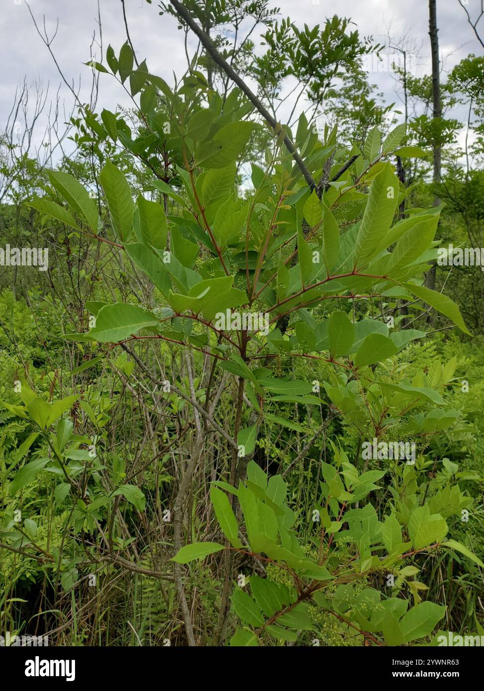 poison sumac (Toxicodendron vernix Stock Photo - Alamy