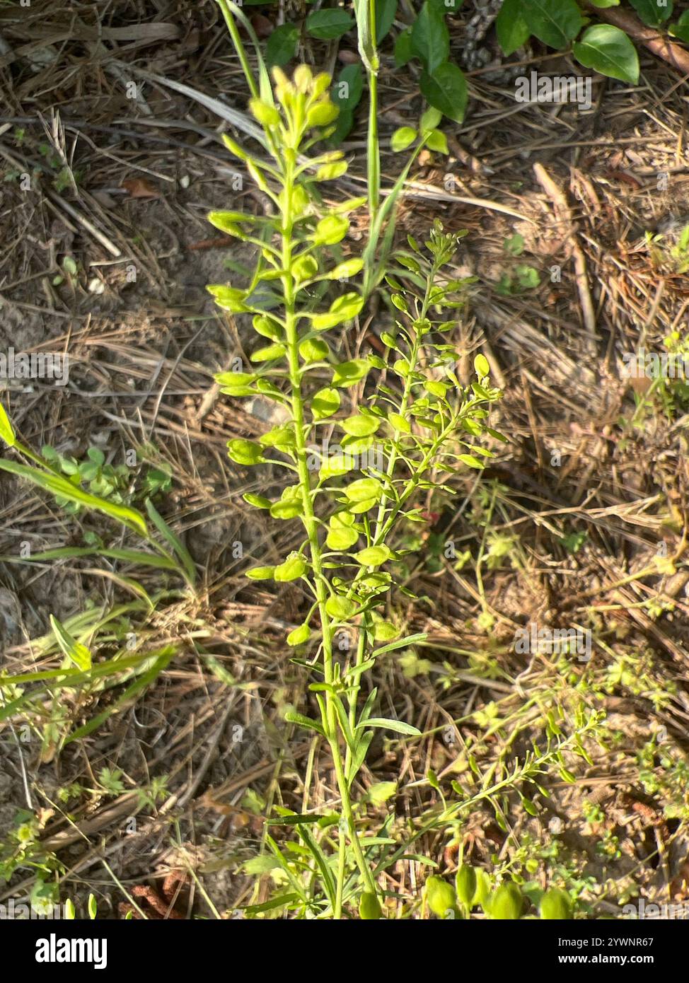 Virginia pepperweed (Lepidium virginicum Stock Photo - Alamy