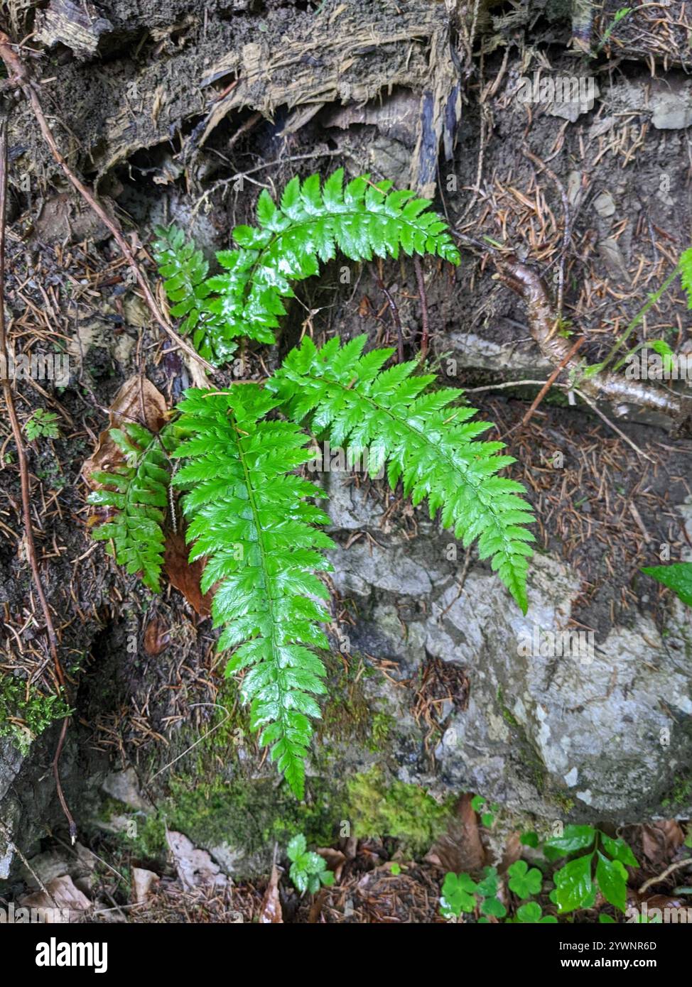 hard shield fern (Polystichum aculeatum Stock Photo - Alamy
