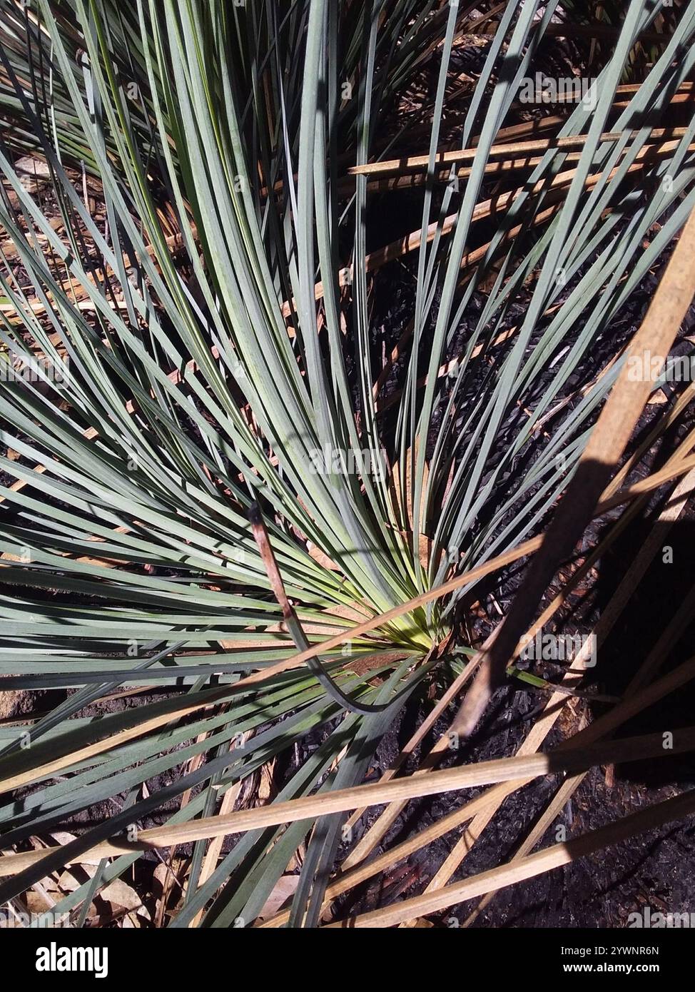 tufted grass-tree (Xanthorrhoea semiplana Stock Photo - Alamy