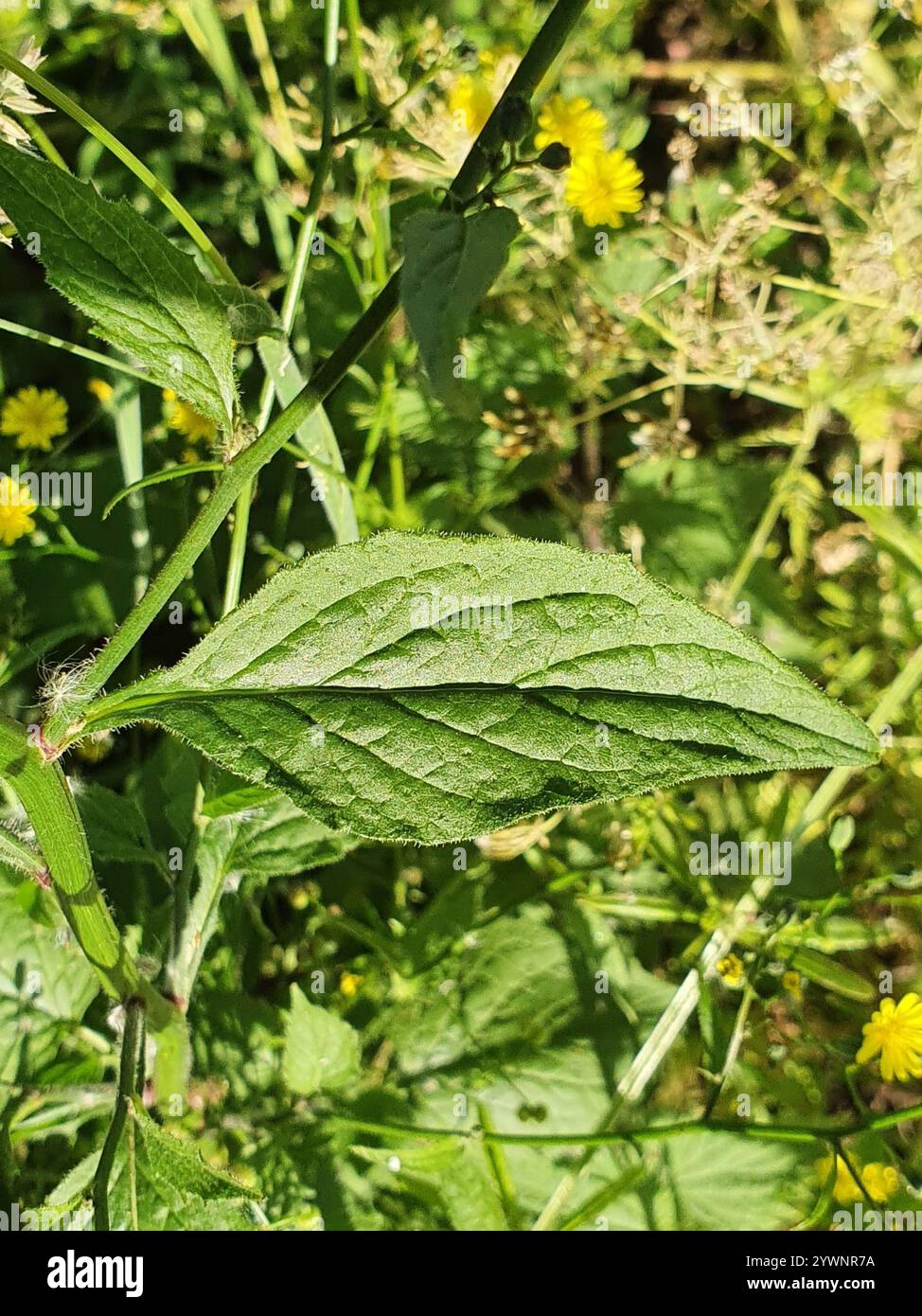 nipplewort (Lapsana communis Stock Photo - Alamy