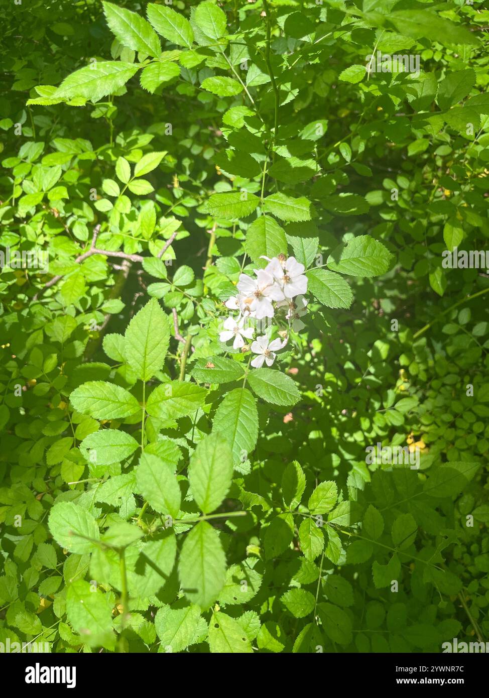 multiflora rose (Rosa multiflora Stock Photo - Alamy