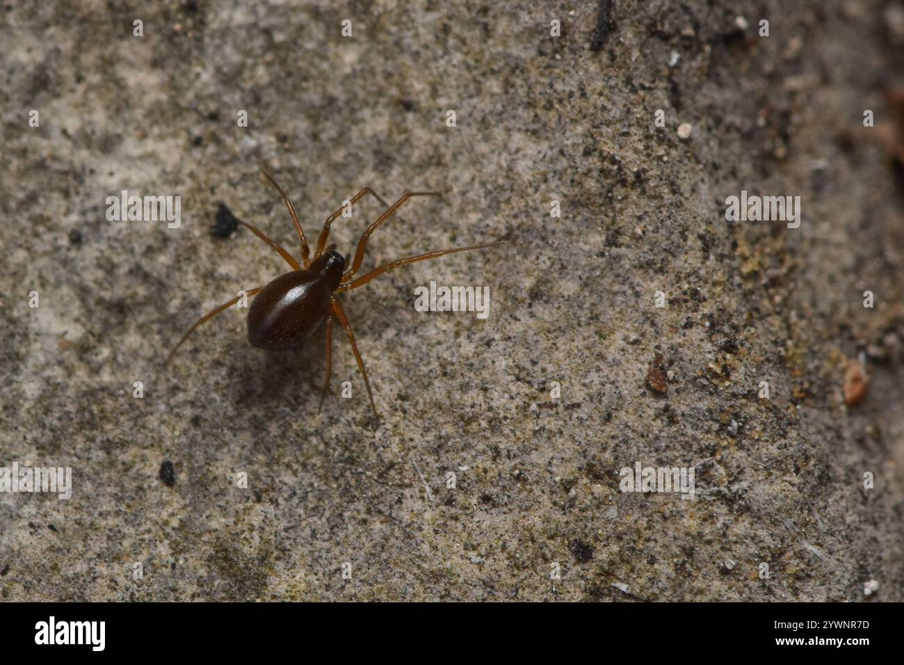 Sheetweb and Dwarf Weavers (Linyphiidae Stock Photo - Alamy