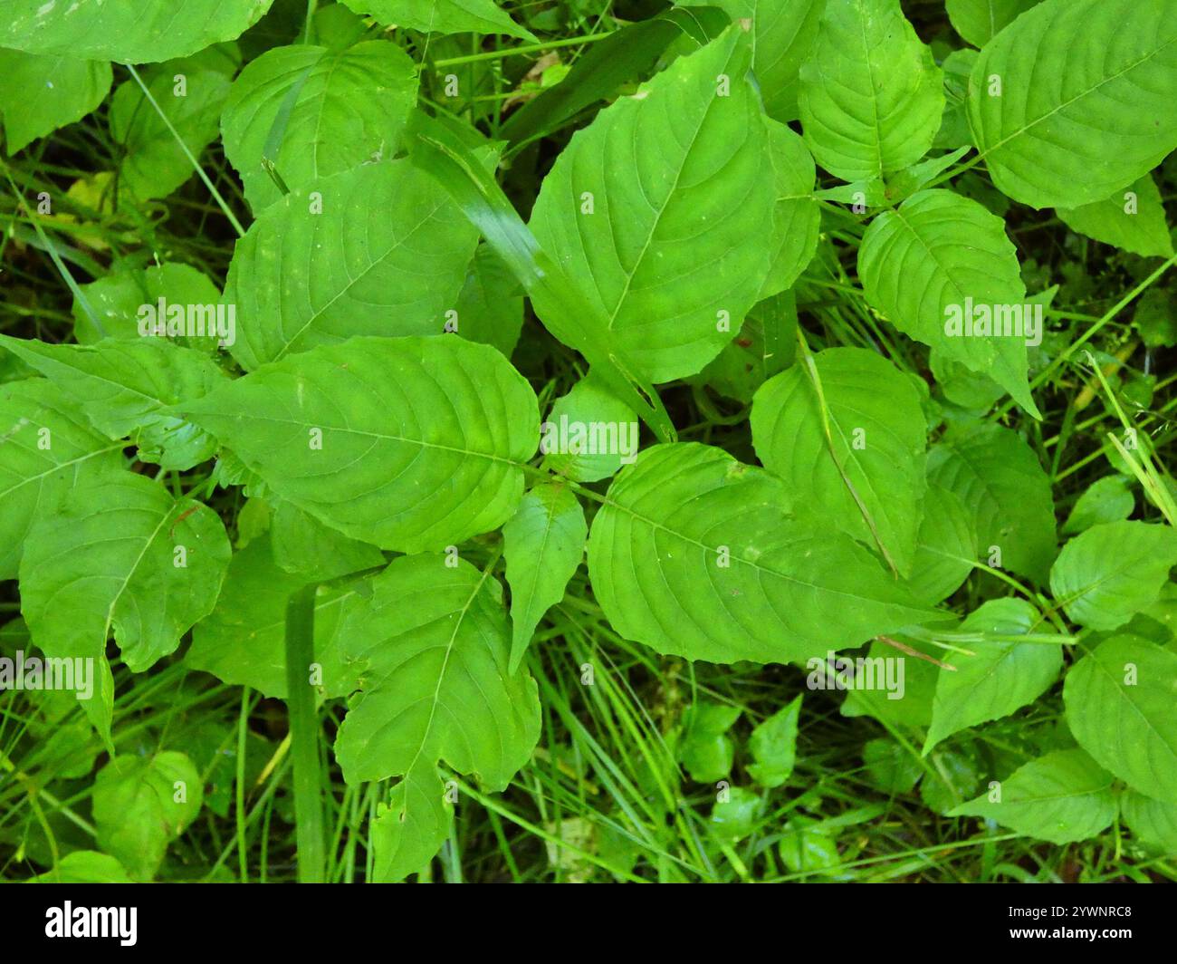 enchanter's-nightshade (Circaea lutetiana Stock Photo - Alamy