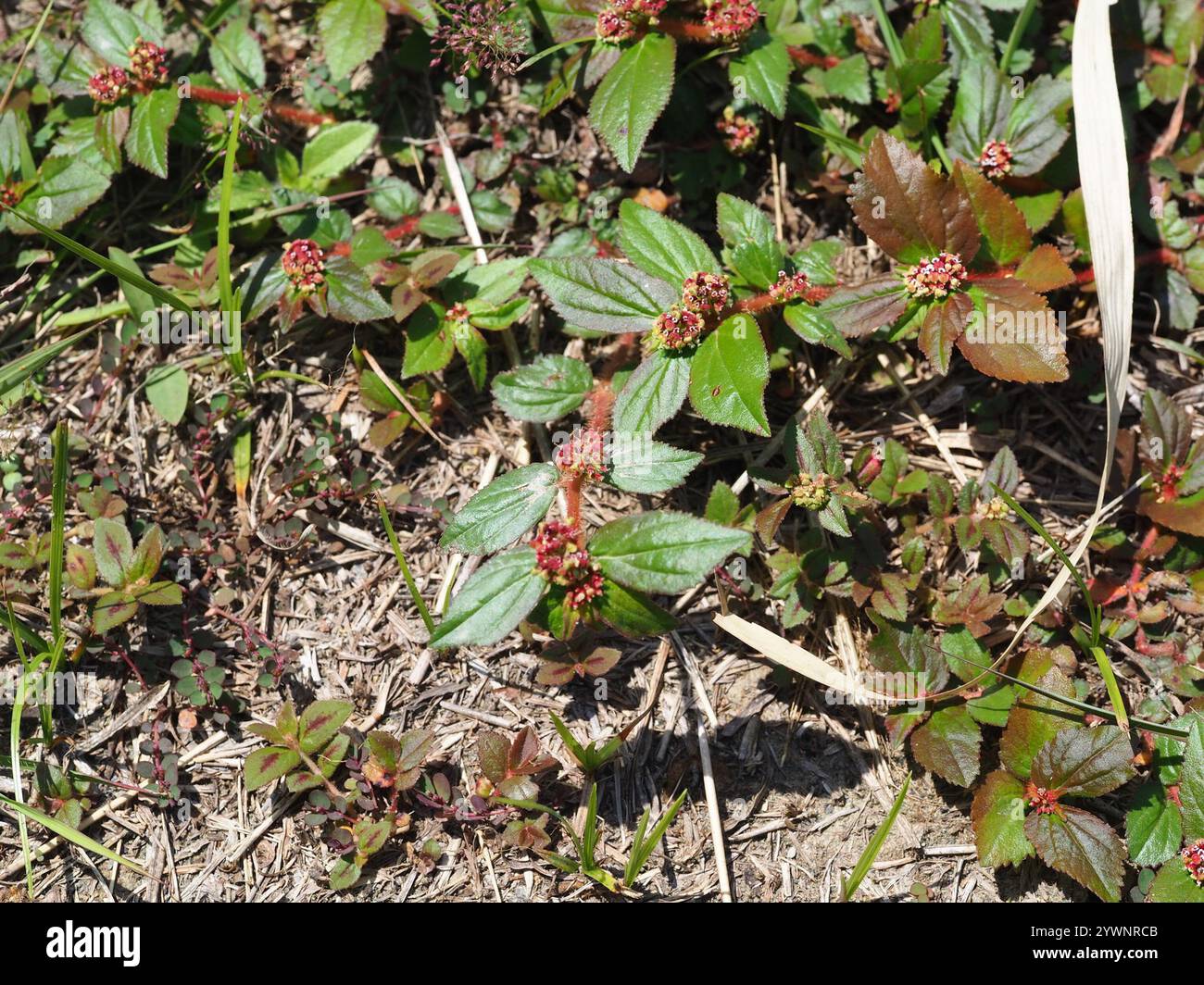 Asthma plant (Euphorbia hirta Stock Photo - Alamy