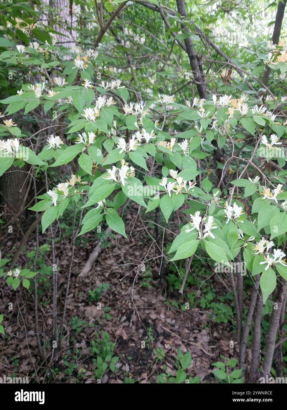 Amur honeysuckle (Lonicera maackii Stock Photo - Alamy