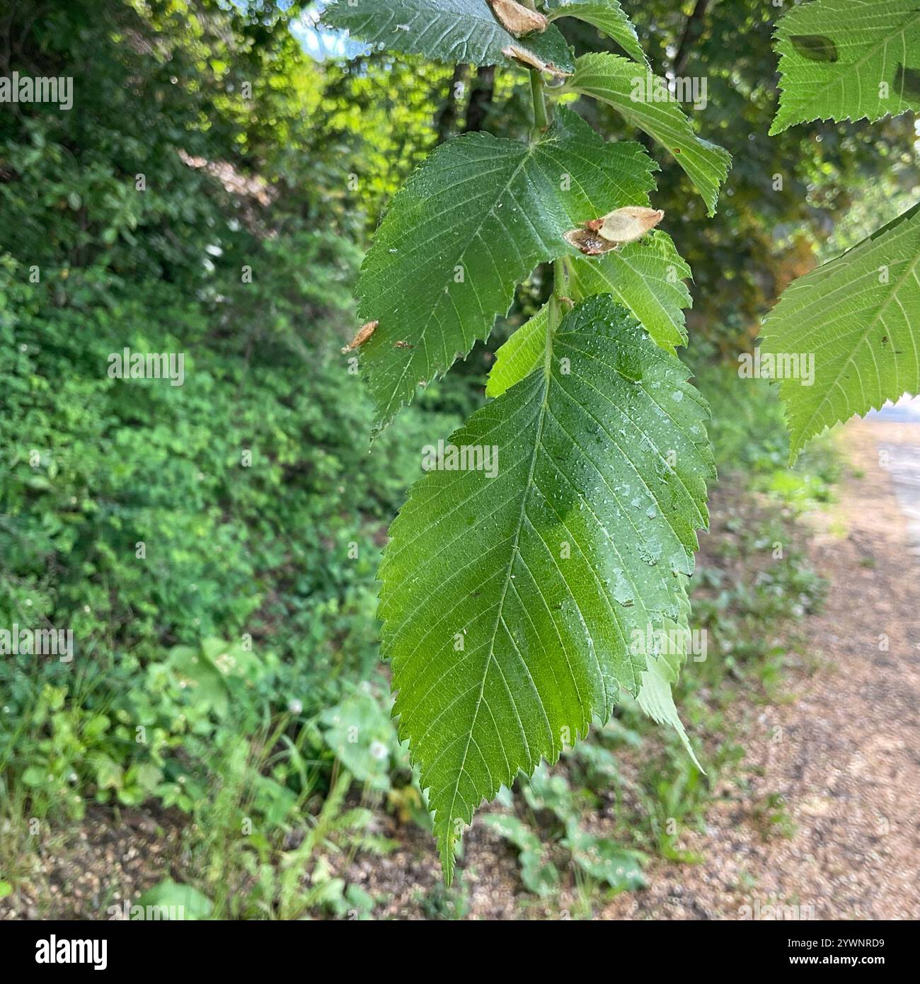 American elm (Ulmus americana Stock Photo - Alamy