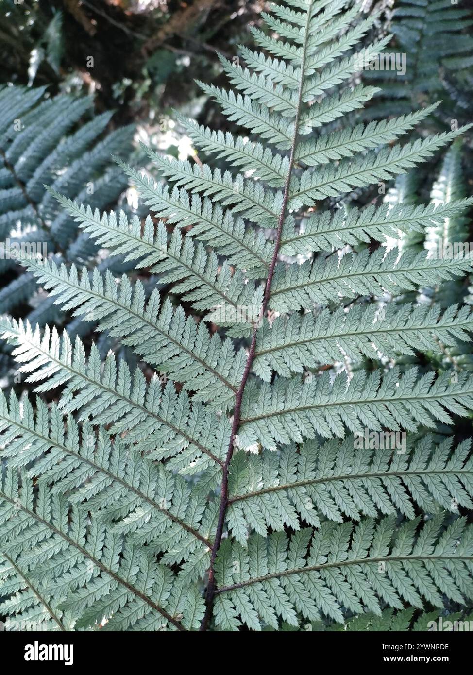 golden tree fern (Dicksonia fibrosa Stock Photo - Alamy