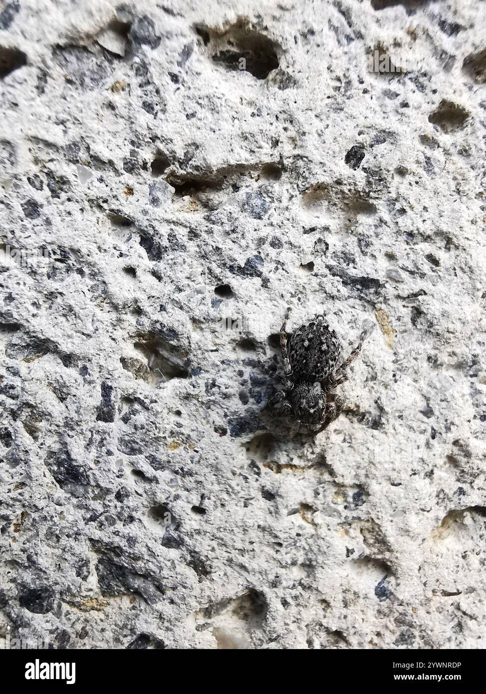 Attulus pubescens hi-res stock photography and images - Alamy