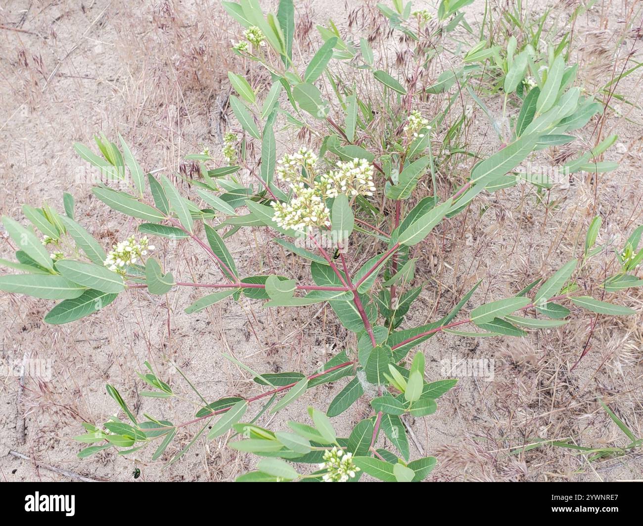 hemp dogbane (Apocynum cannabinum Stock Photo - Alamy
