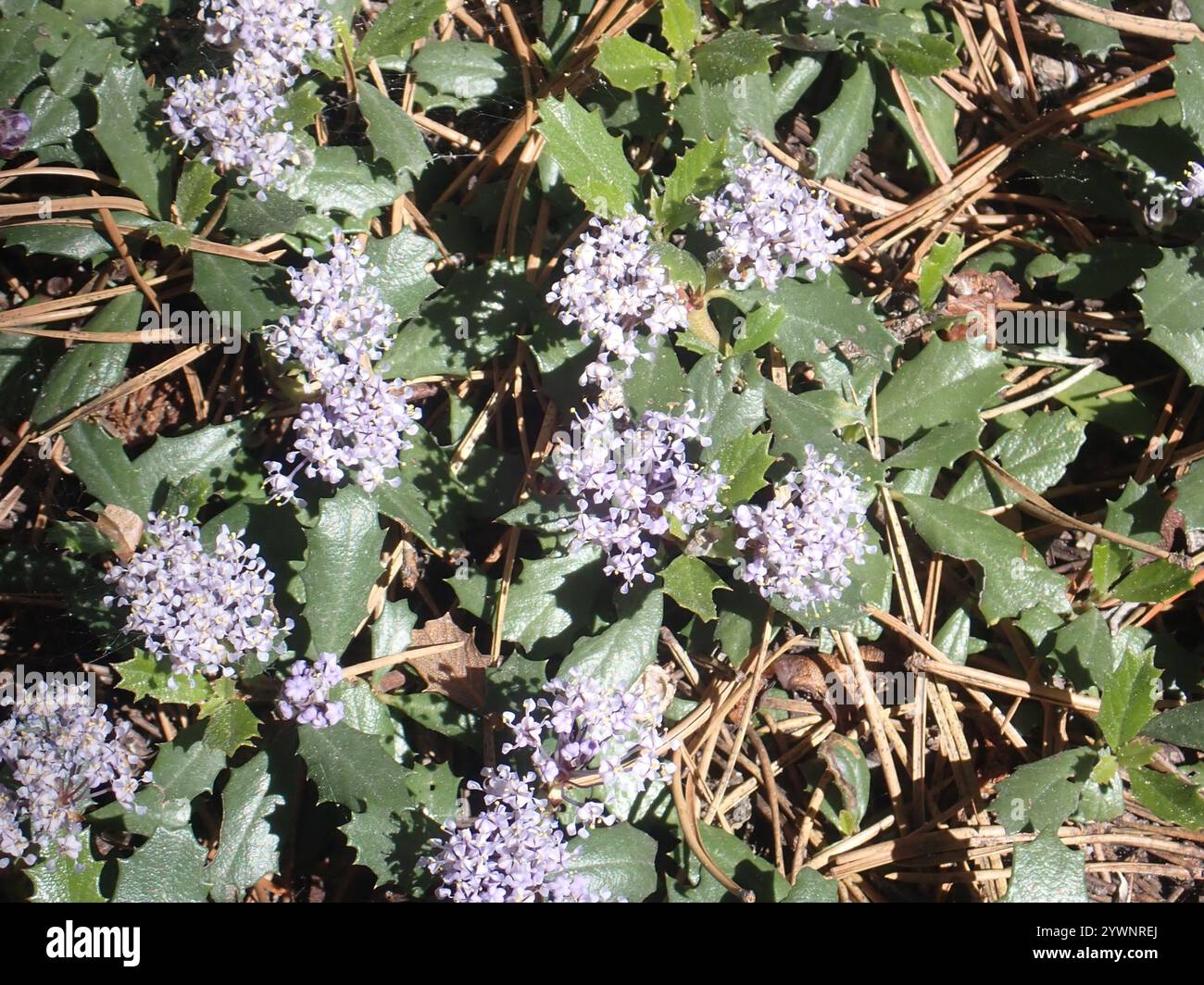 Mahala mat (Ceanothus prostratus Stock Photo - Alamy