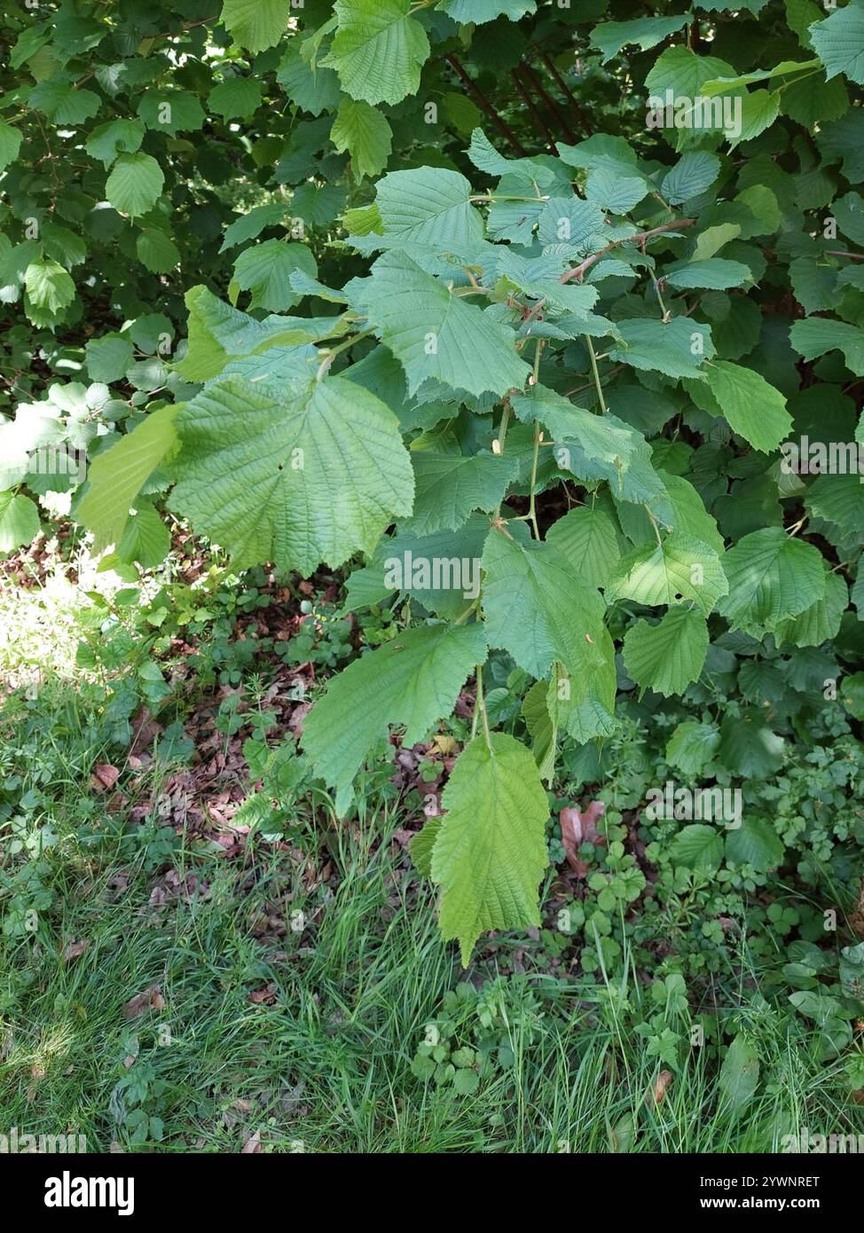 common hazel (Corylus avellana Stock Photo - Alamy
