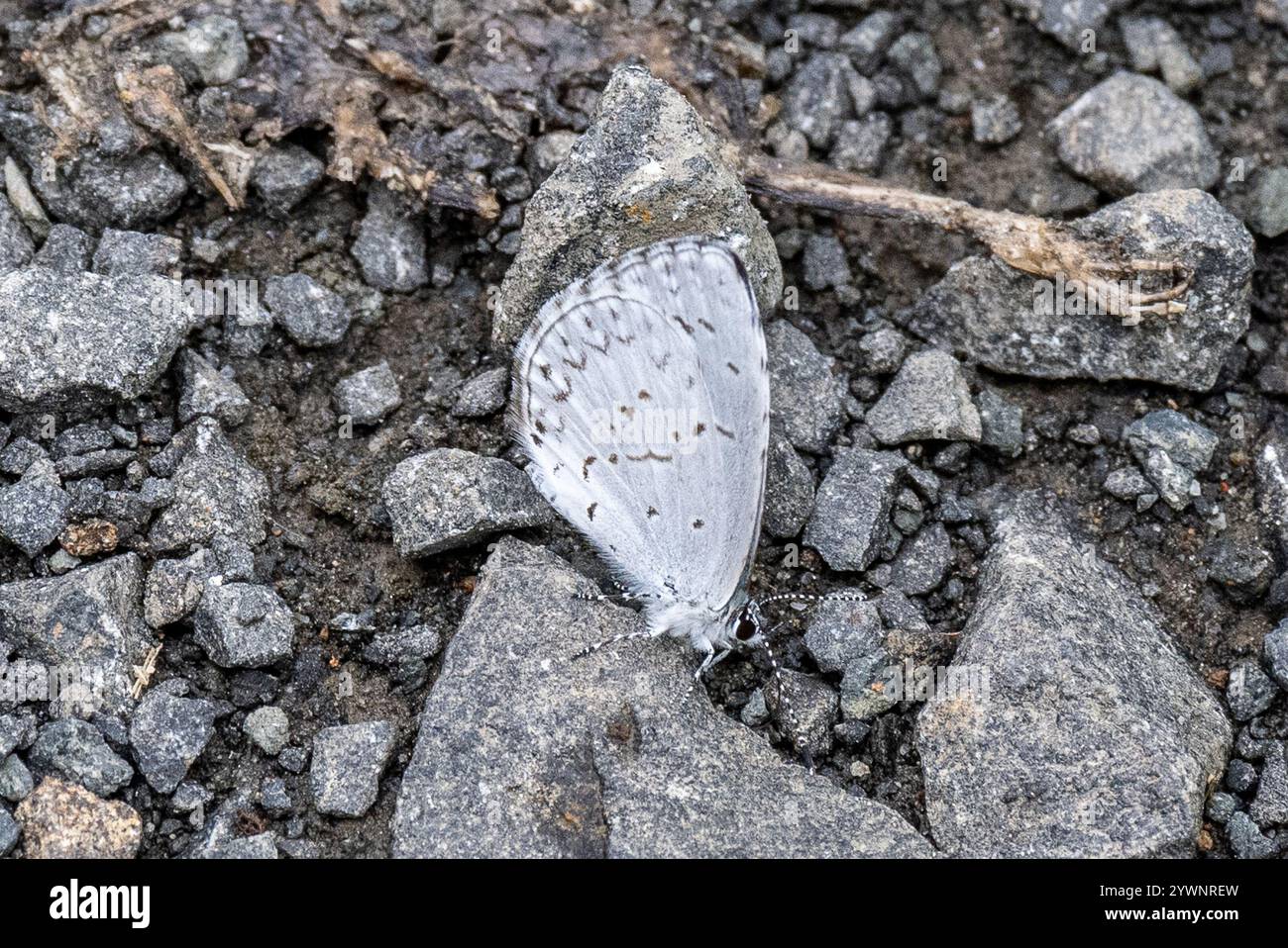 Summer Azure (Celastrina neglecta Stock Photo - Alamy