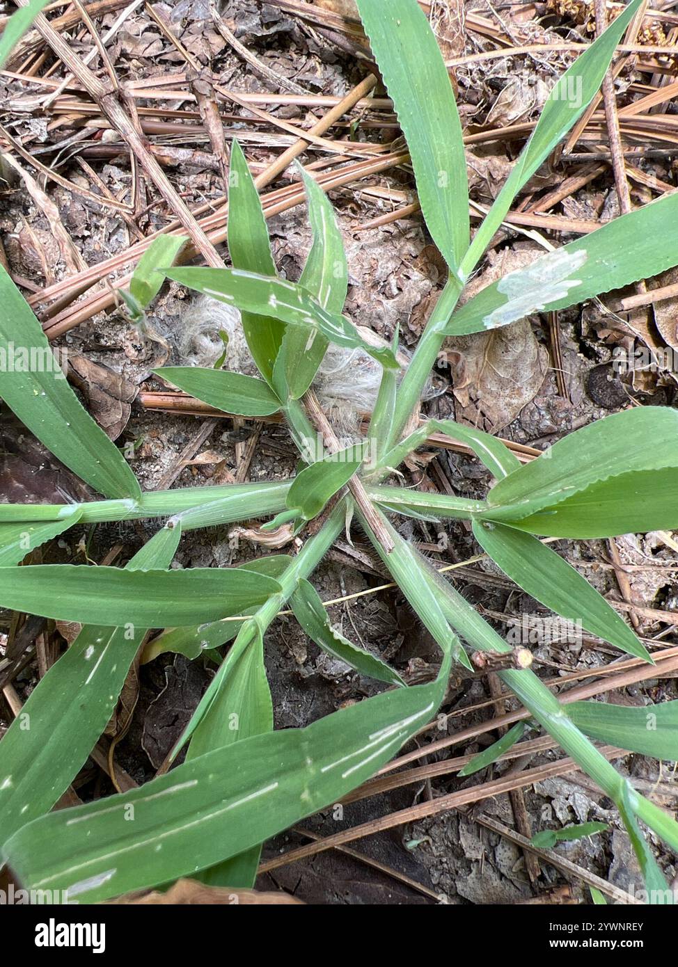 Hairy Crabgrass (Digitaria sanguinalis Stock Photo - Alamy