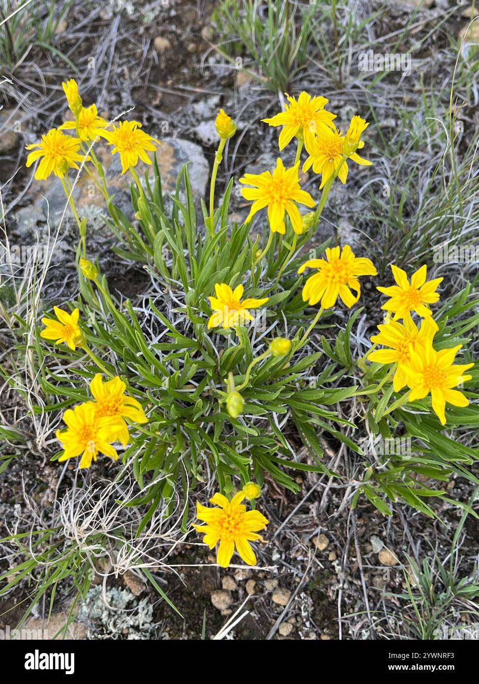 Thrift Mock Goldenweed (Stenotus armerioides Stock Photo - Alamy