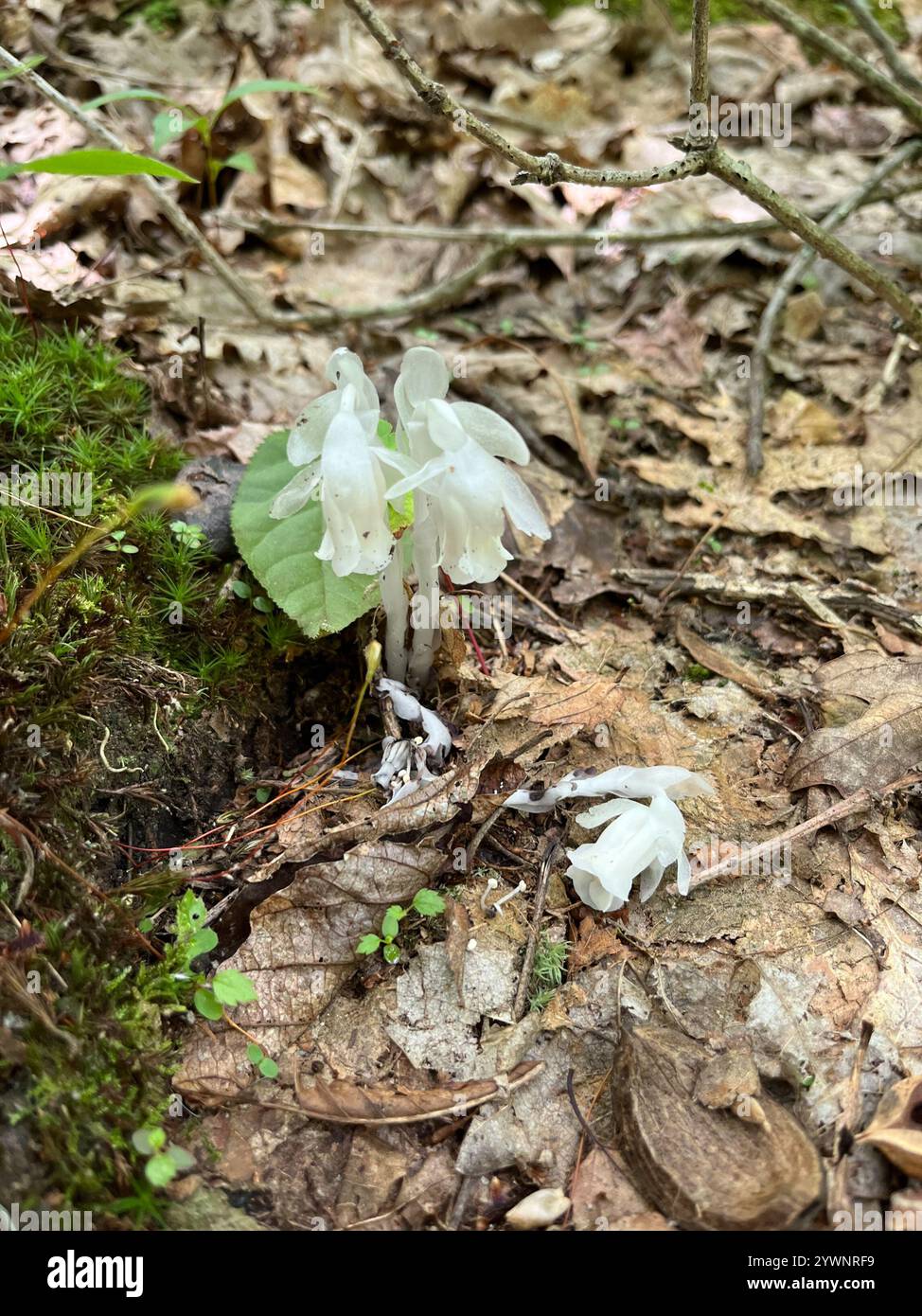 Ghost Pipe (Monotropa uniflora Stock Photo - Alamy