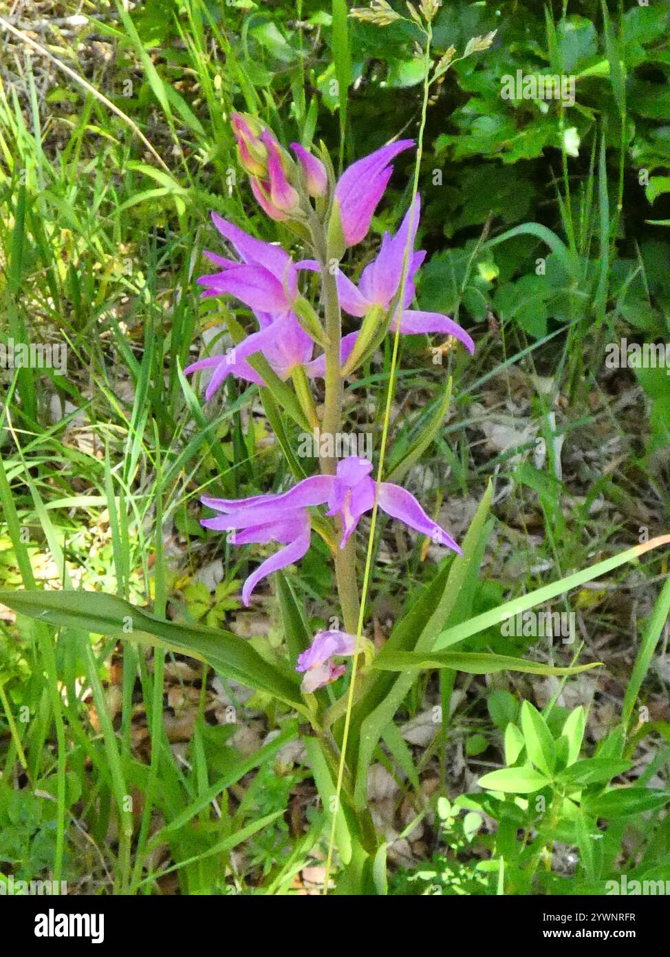 Red Helleborine (Cephalanthera rubra Stock Photo - Alamy