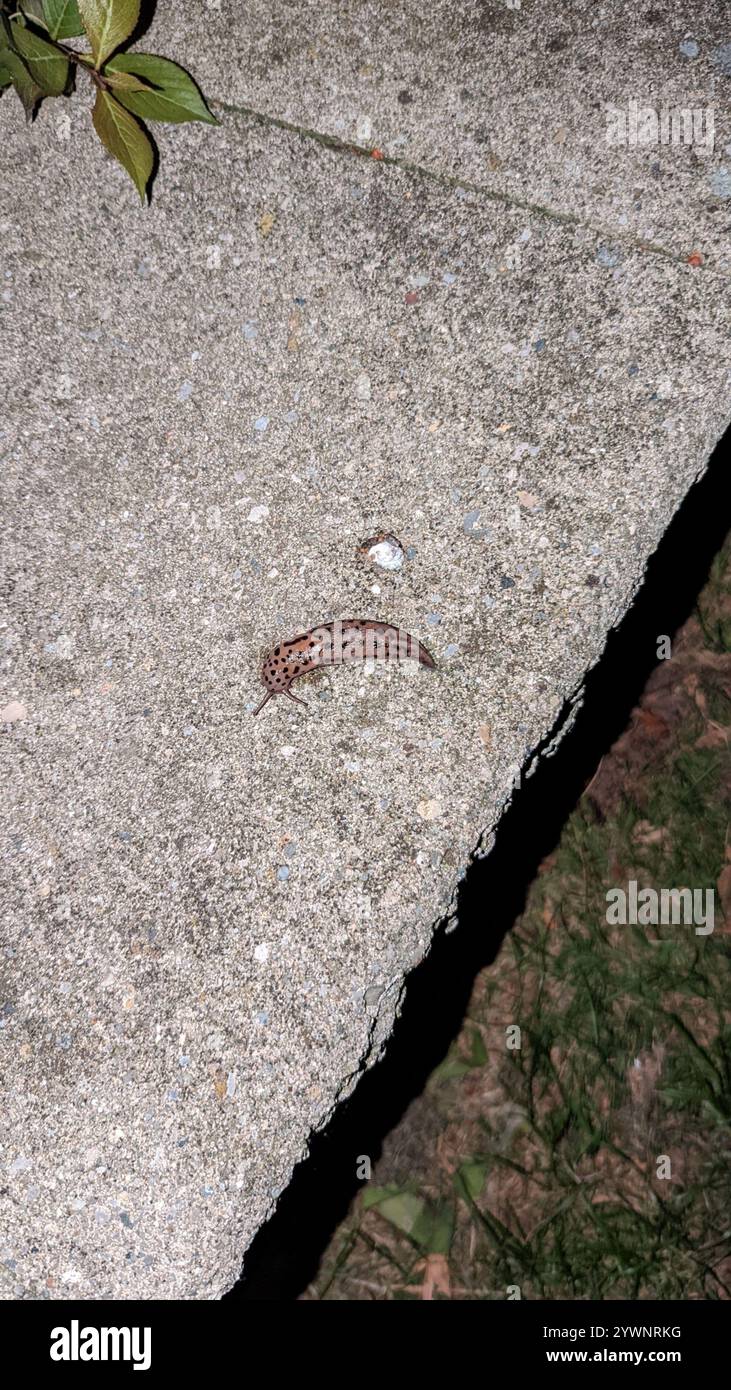 Leopard Slug (Limax maximus Stock Photo - Alamy