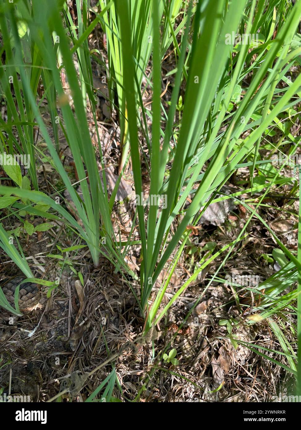 Slender Blue Flag (Iris prismatica Stock Photo - Alamy