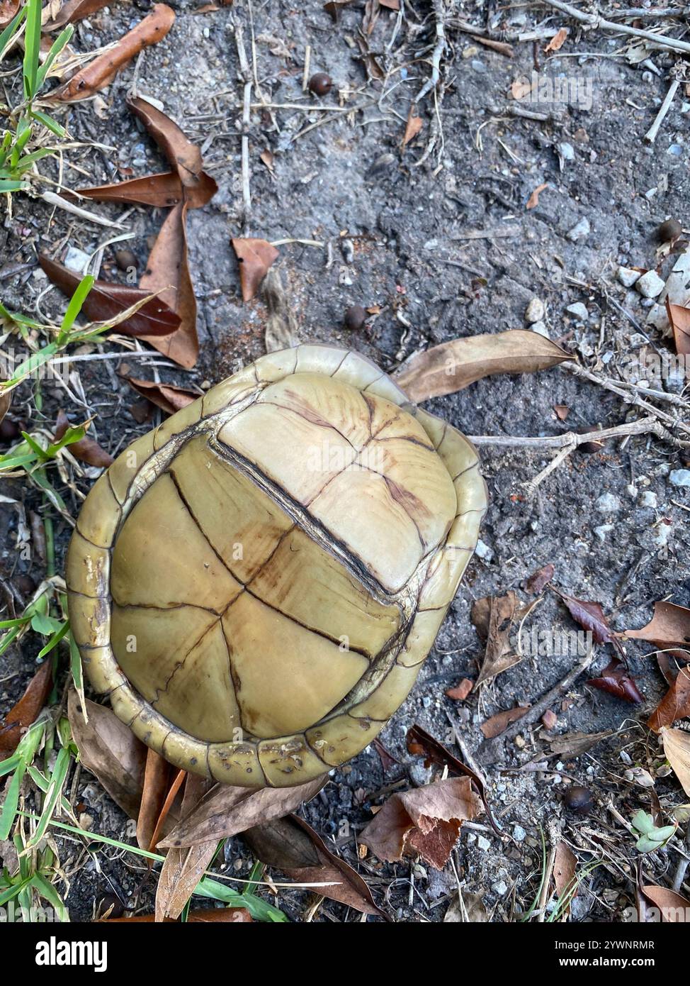 Three-toed Box Turtle (Terrapene triunguis Stock Photo - Alamy
