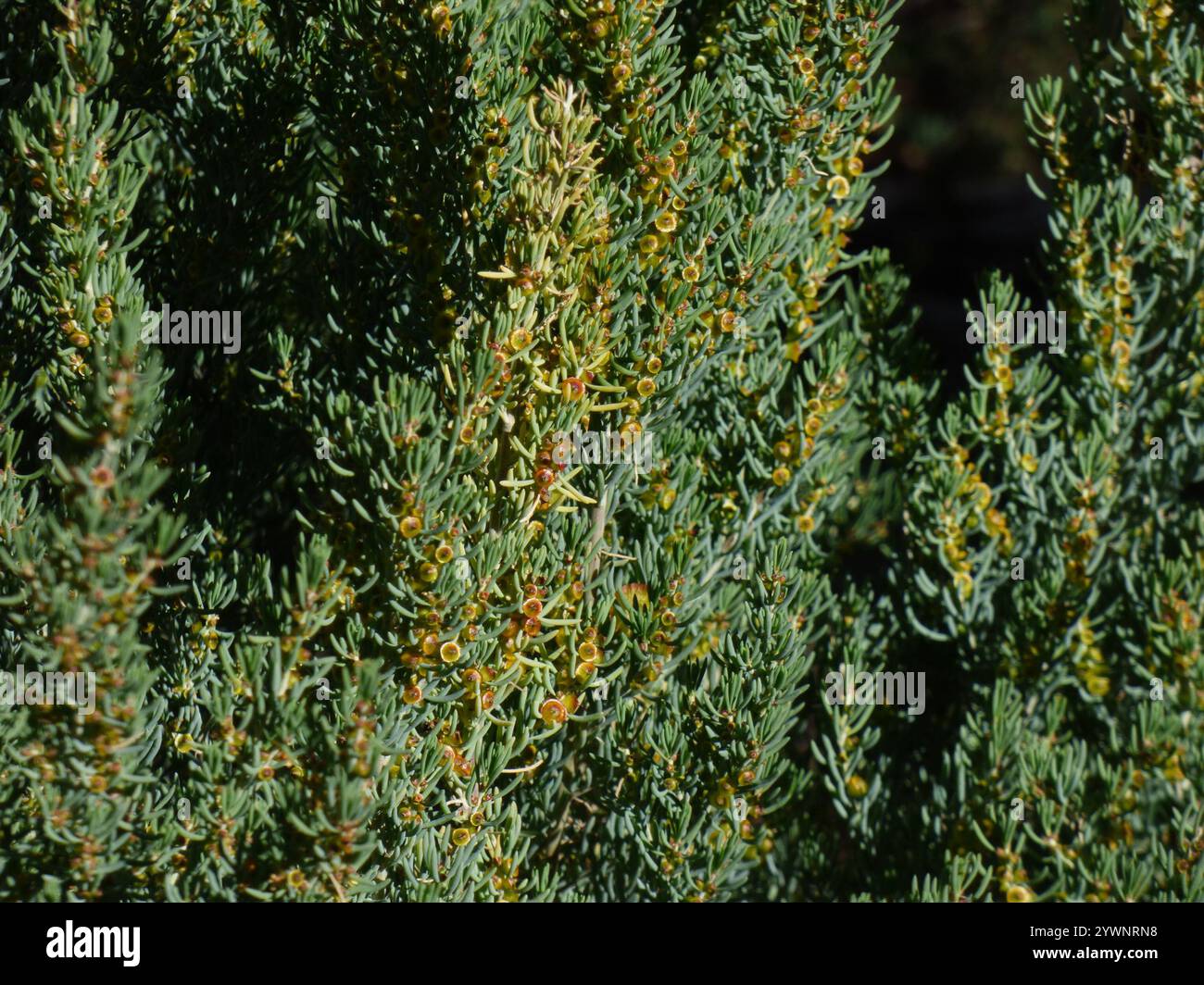 Bluebush hi-res stock photography and images - Alamy