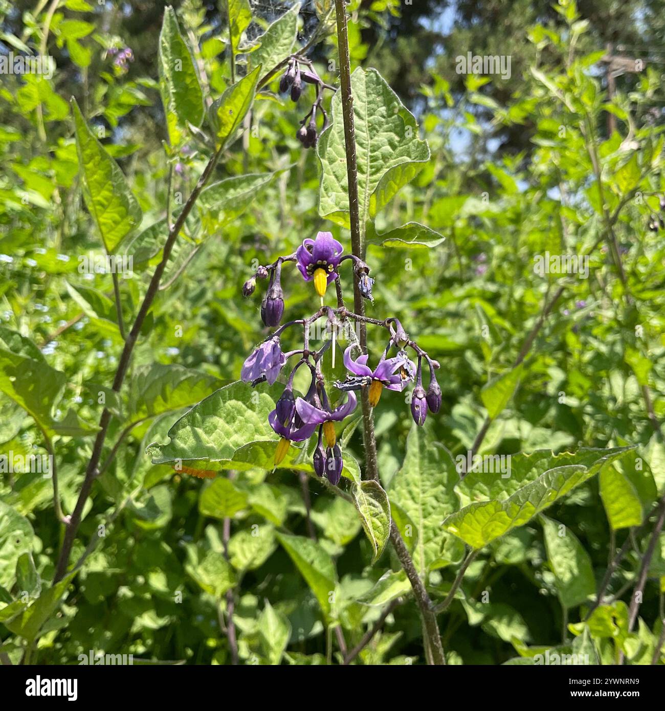 bittersweet nightshade (Solanum dulcamara Stock Photo - Alamy