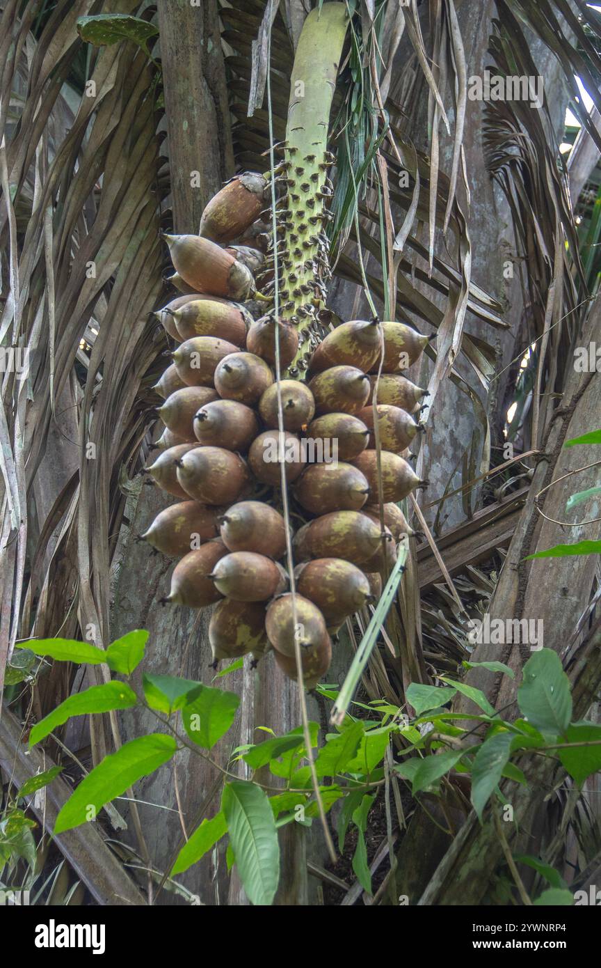 Babassu hi-res stock photography and images - Alamy