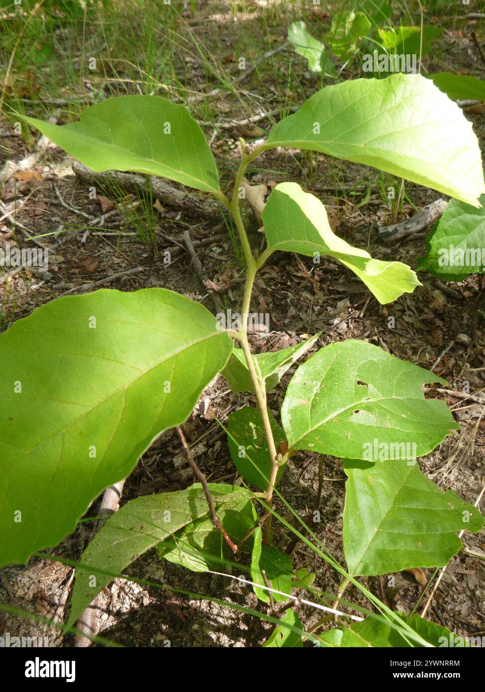 Styrax grandifolius hi-res stock photography and images - Alamy