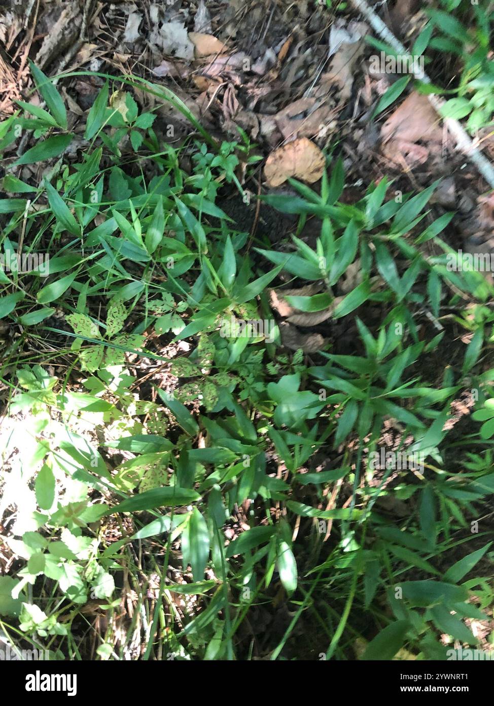 Joor's Panicgrass (Dichanthelium commutatum joorii Stock Photo - Alamy