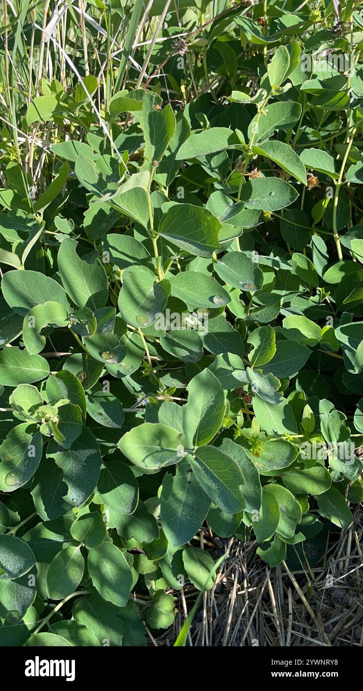 Western Snowberry (Symphoricarpos occidentalis Stock Photo - Alamy