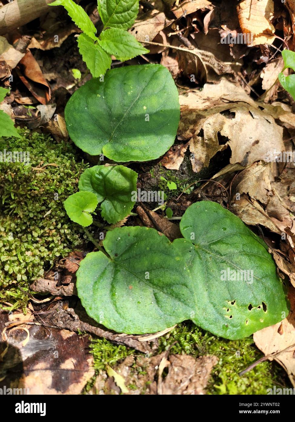 Round-leaved Violet (Viola rotundifolia Stock Photo - Alamy