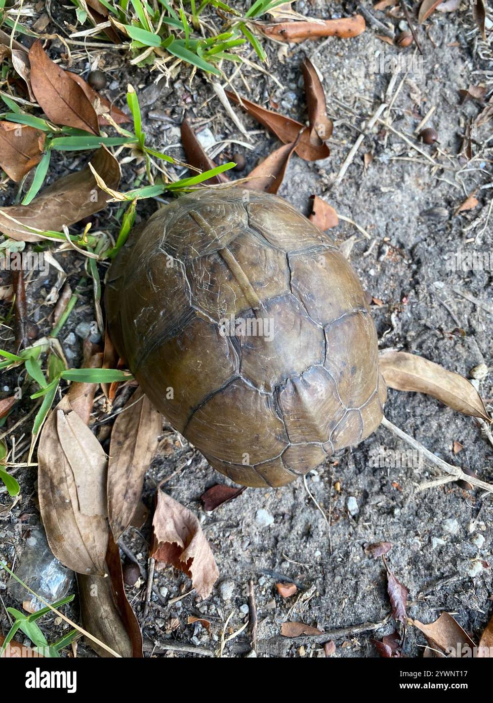 Three-toed Box Turtle (Terrapene triunguis Stock Photo - Alamy
