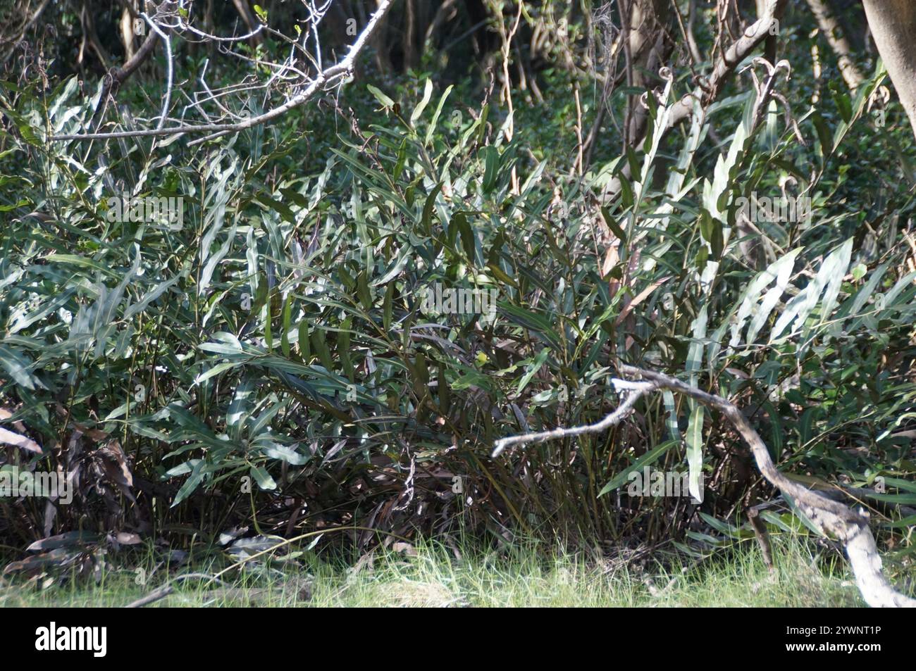 Mangrove Fern (Acrostichum speciosum Stock Photo - Alamy