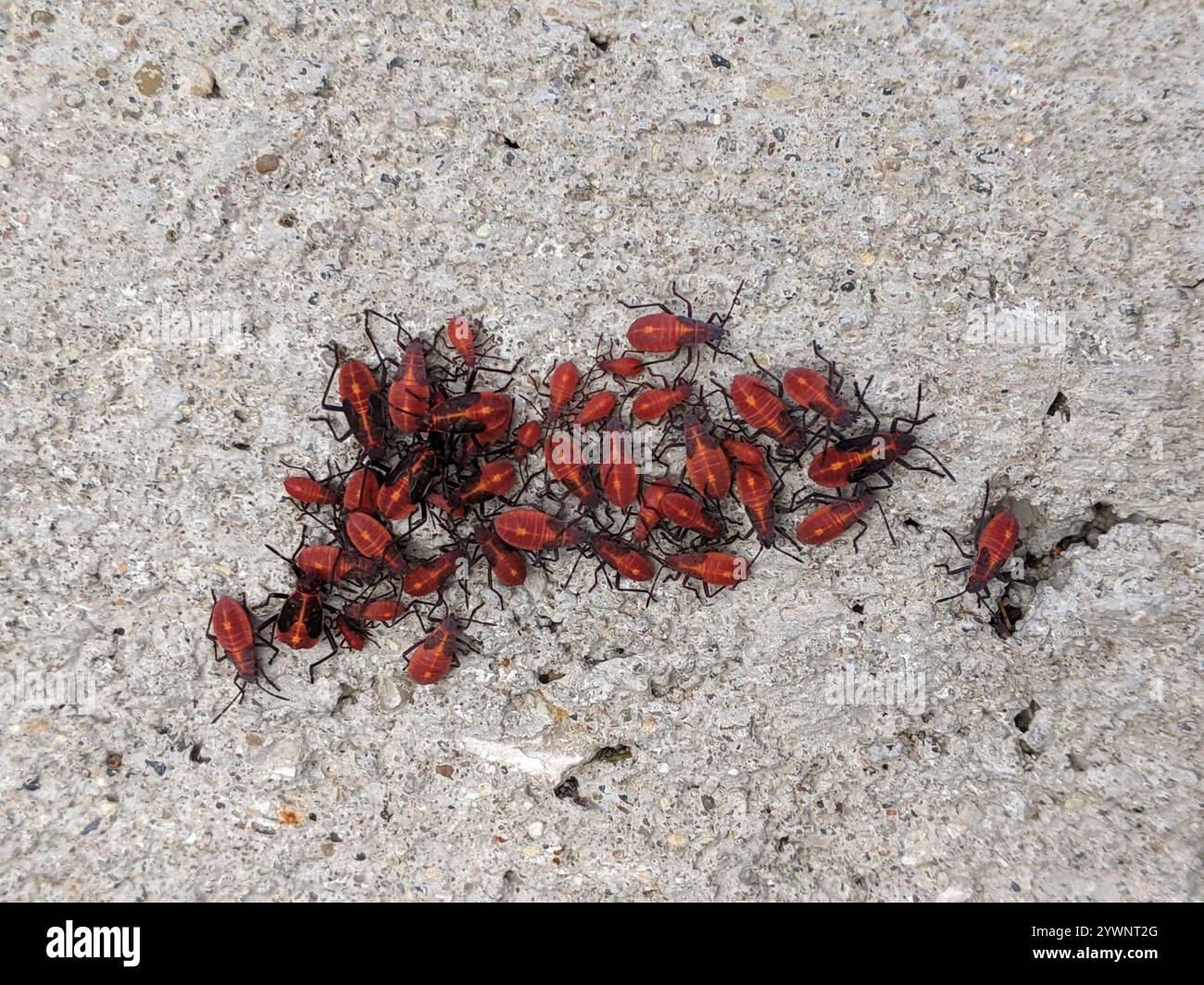 Eastern Boxelder Bug (Boisea trivittata Stock Photo - Alamy