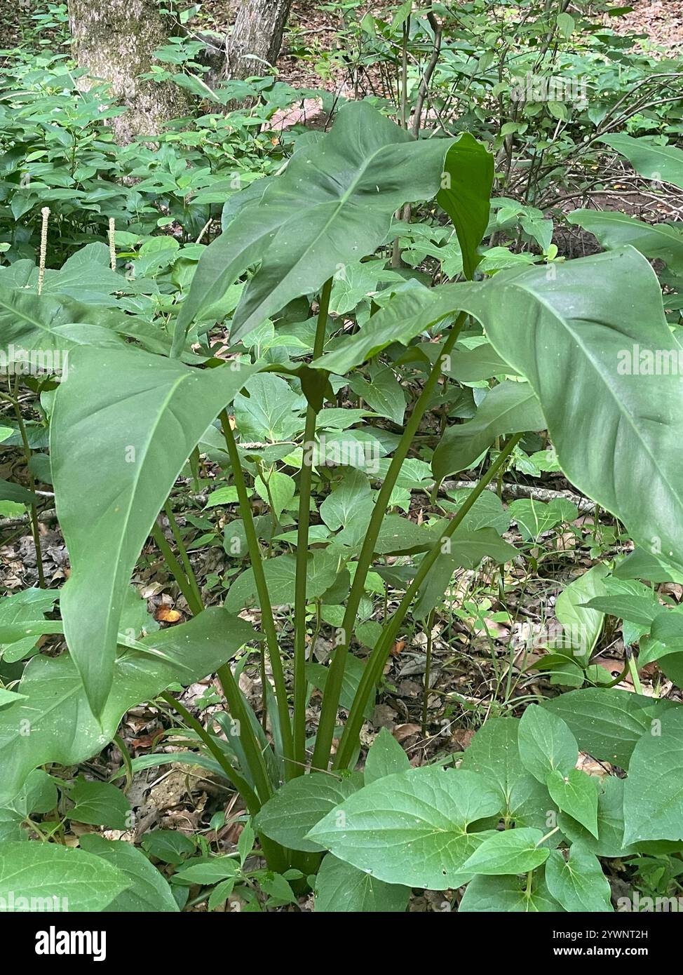 Green Arrow Arum (Peltandra virginica Stock Photo - Alamy
