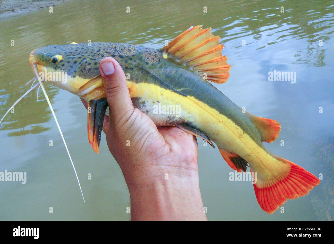 Redtail Catfish (Phractocephalus hemioliopterus Stock Photo - Alamy