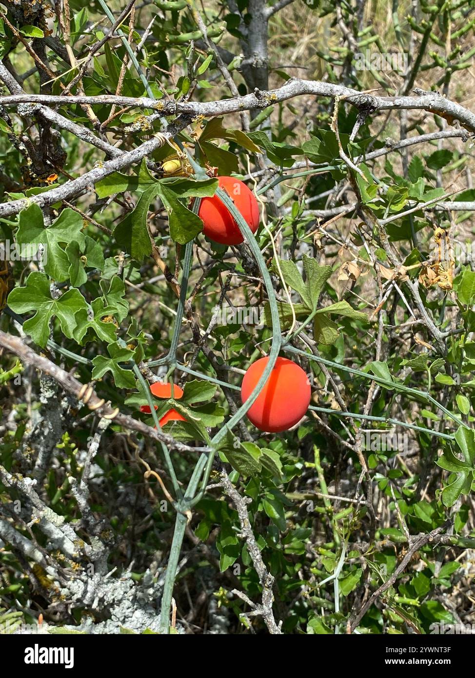 snake apple (Ibervillea lindheimeri Stock Photo - Alamy