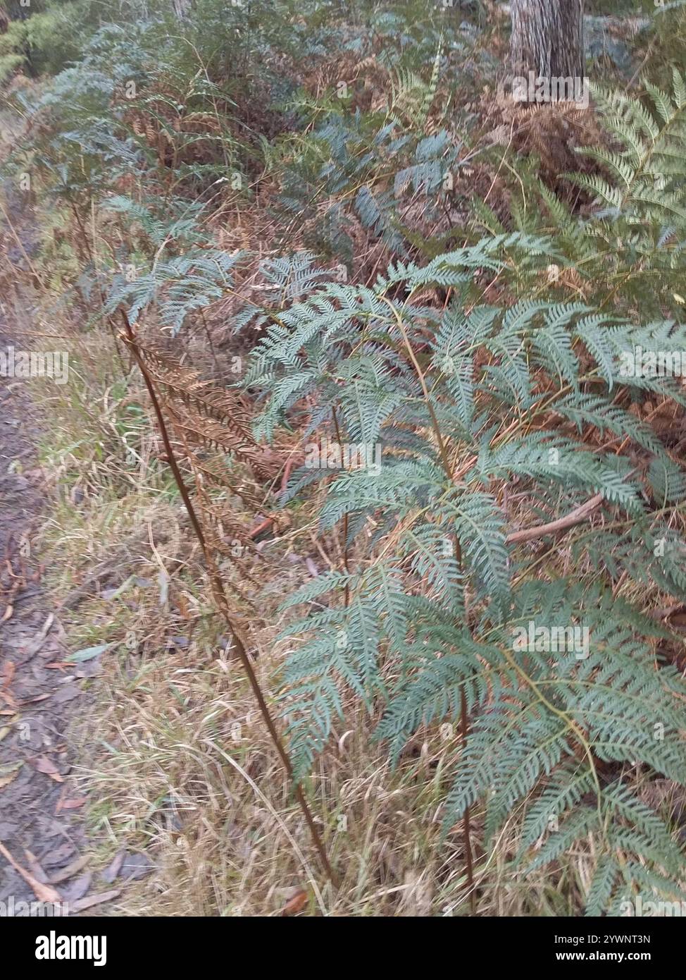Austral Bracken (Pteridium esculentum Stock Photo - Alamy