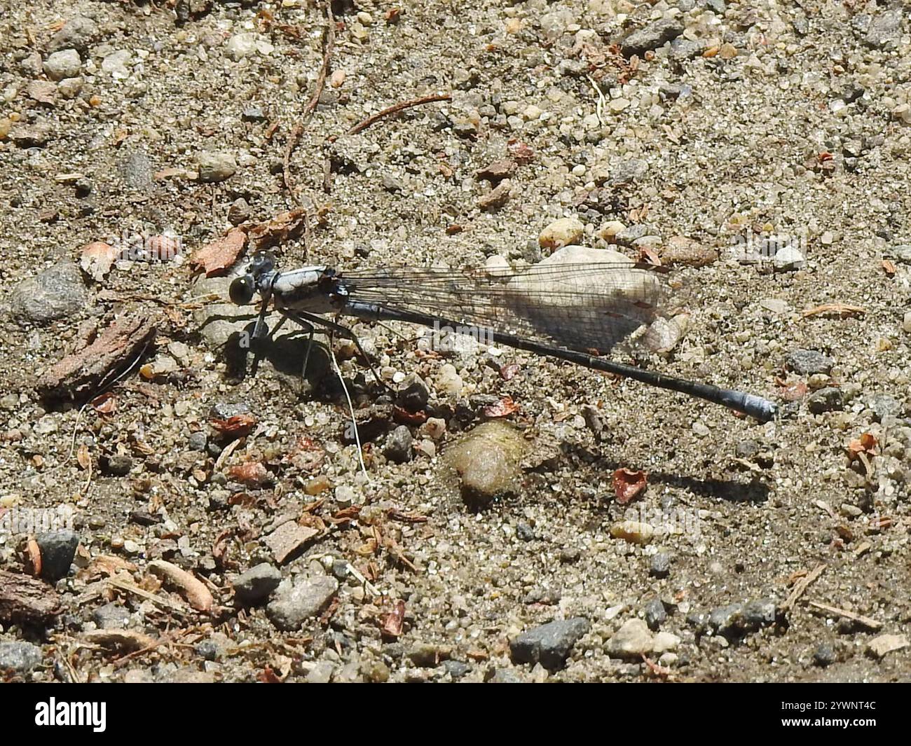 Powdered Dancer (Argia moesta Stock Photo - Alamy
