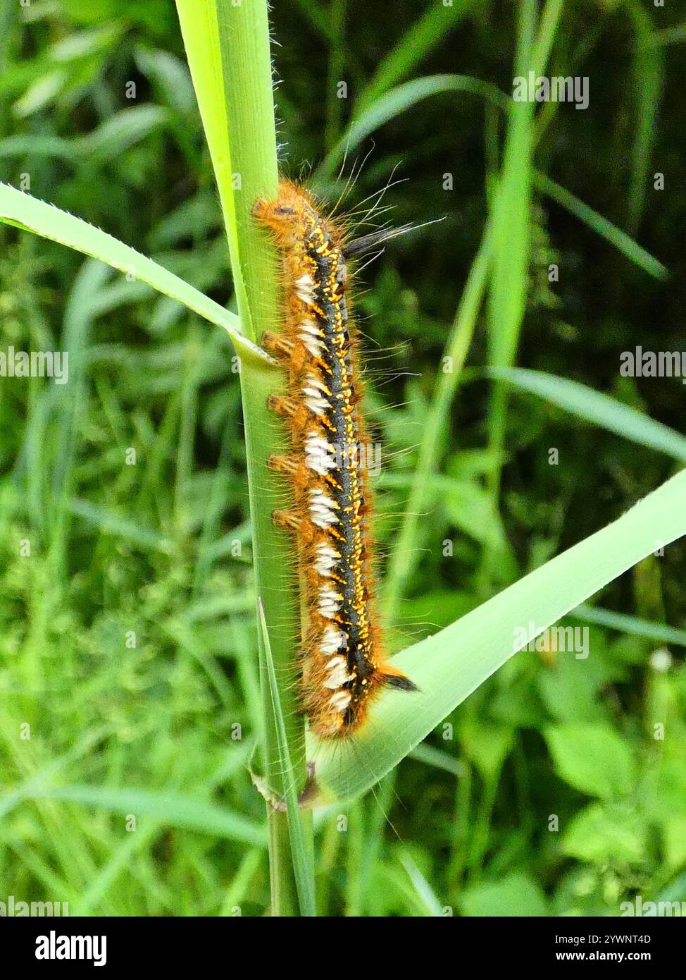 Drinker Moth (Euthrix potatoria Stock Photo - Alamy