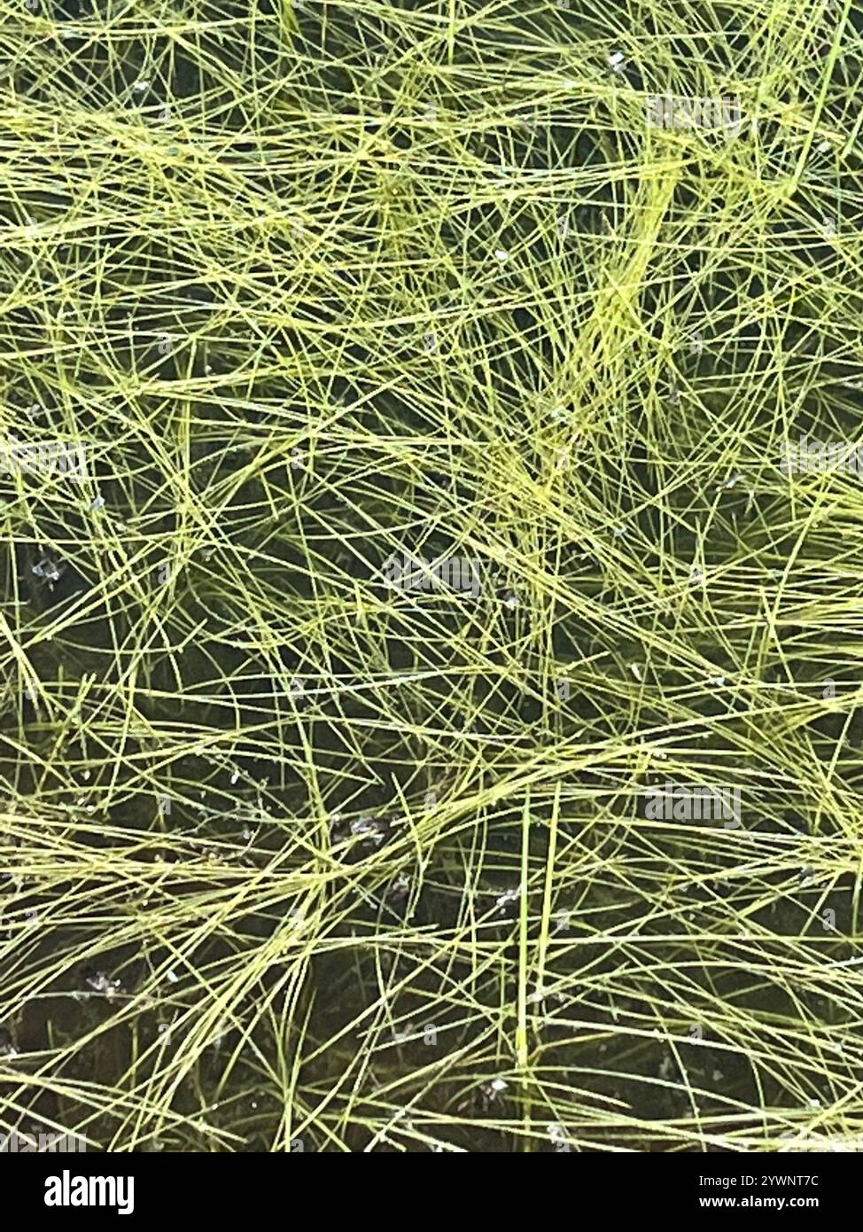 water bulrush (Schoenoplectus subterminalis Stock Photo - Alamy