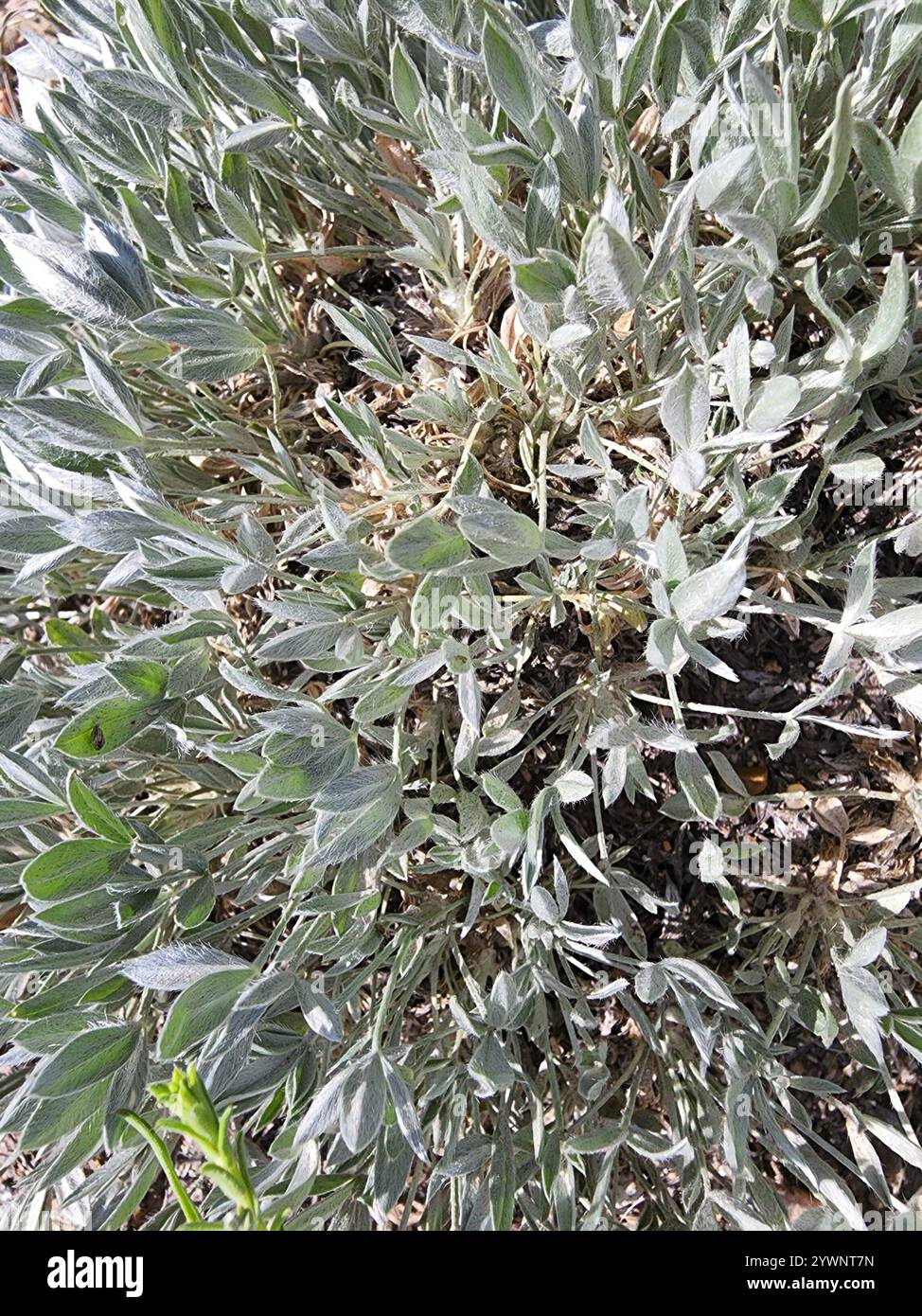 Threeleaf Milkvetch (Astragalus gilviflorus Stock Photo - Alamy