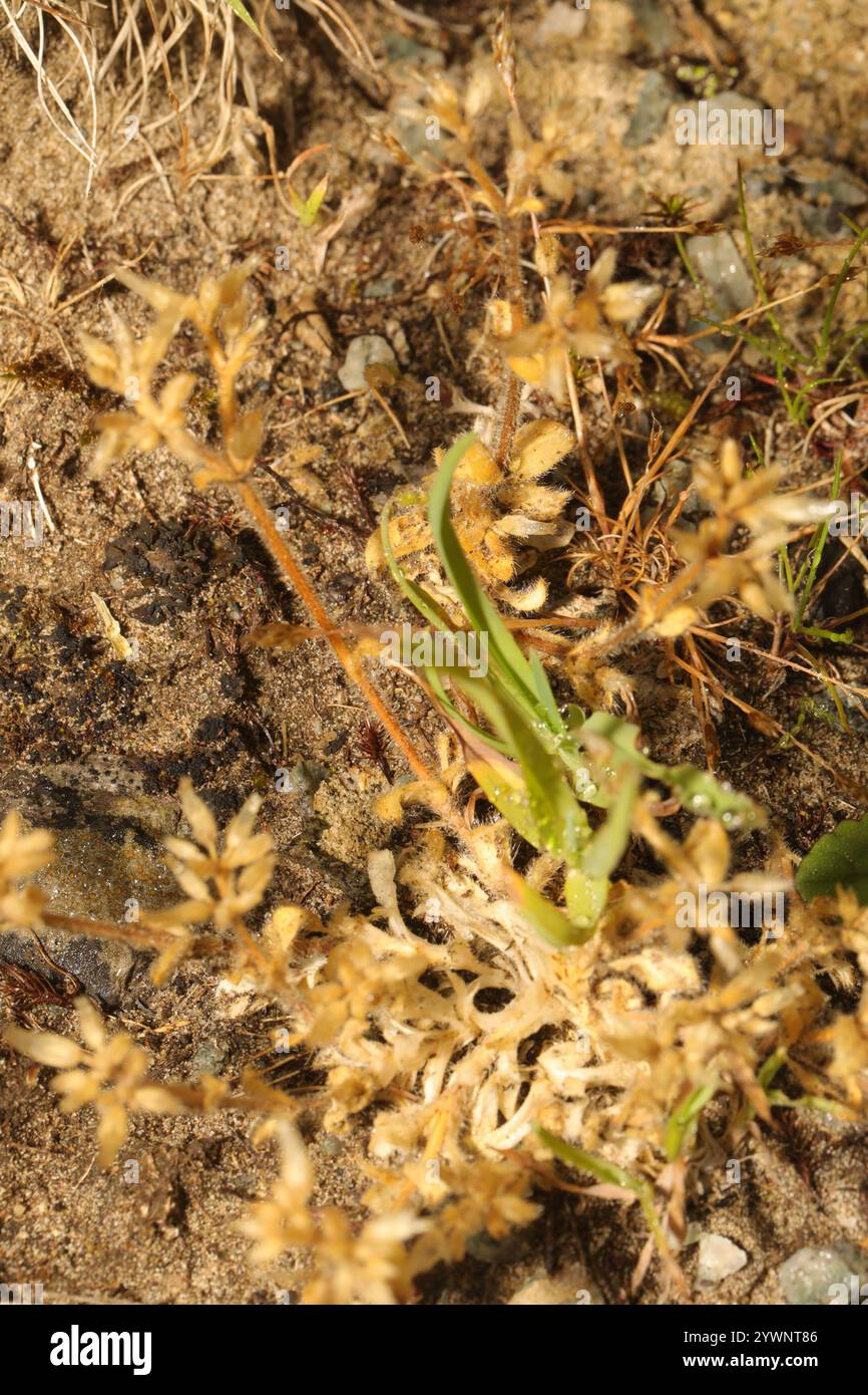 Sticky mouse-ear chickweed (Cerastium glomeratum Stock Photo - Alamy