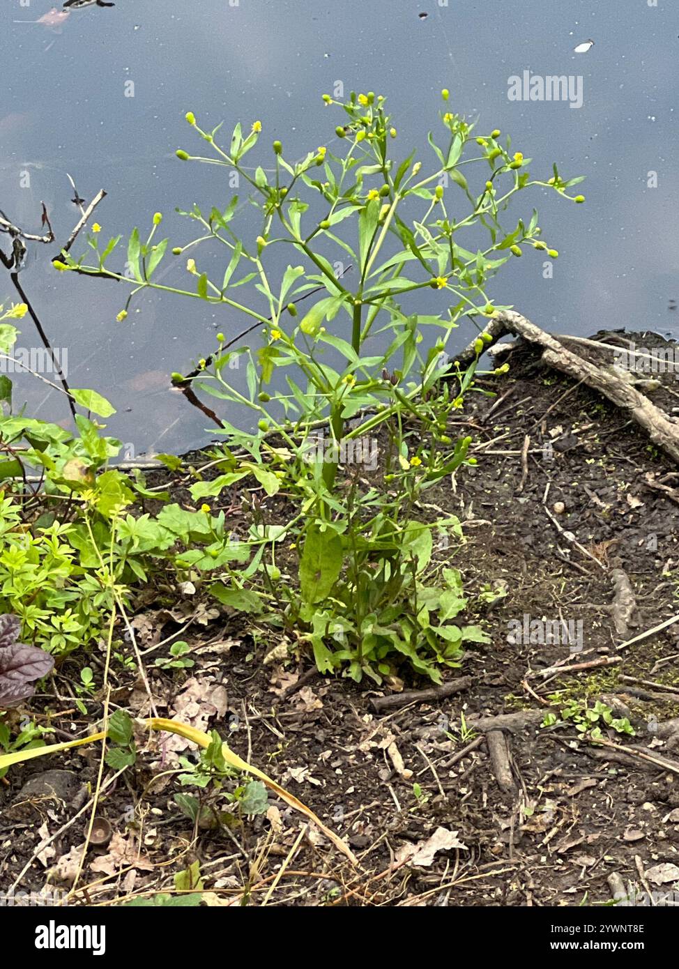 cursed crowfoot (Ranunculus sceleratus Stock Photo - Alamy