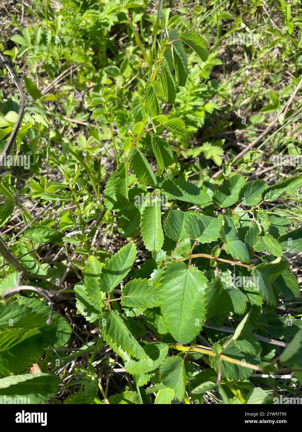 Great burnet (Sanguisorba officinalis Stock Photo - Alamy