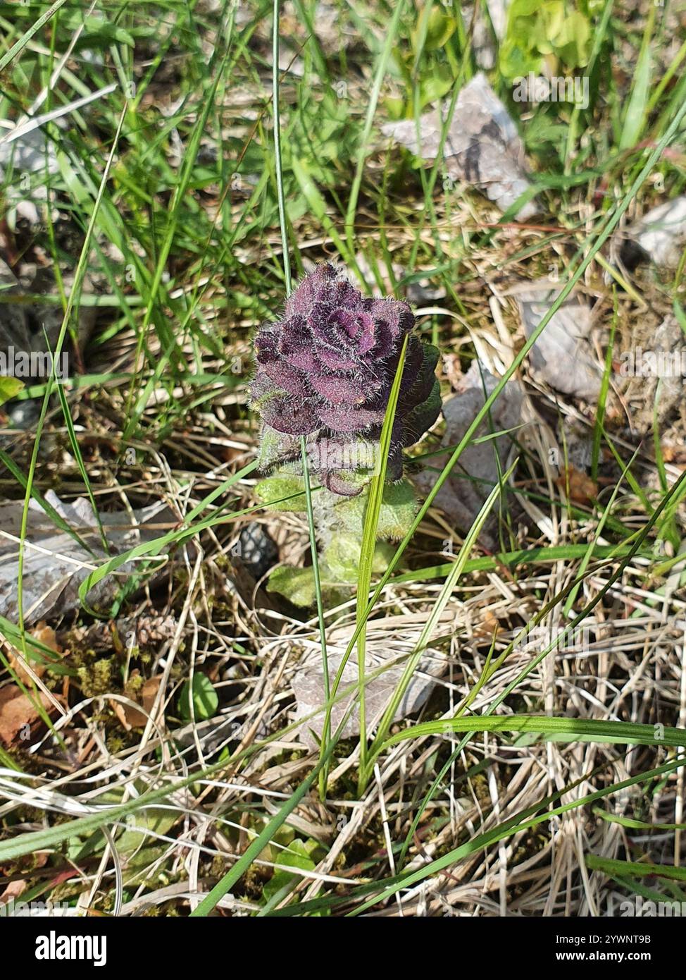 Pyramidal Bugle (Ajuga pyramidalis Stock Photo - Alamy
