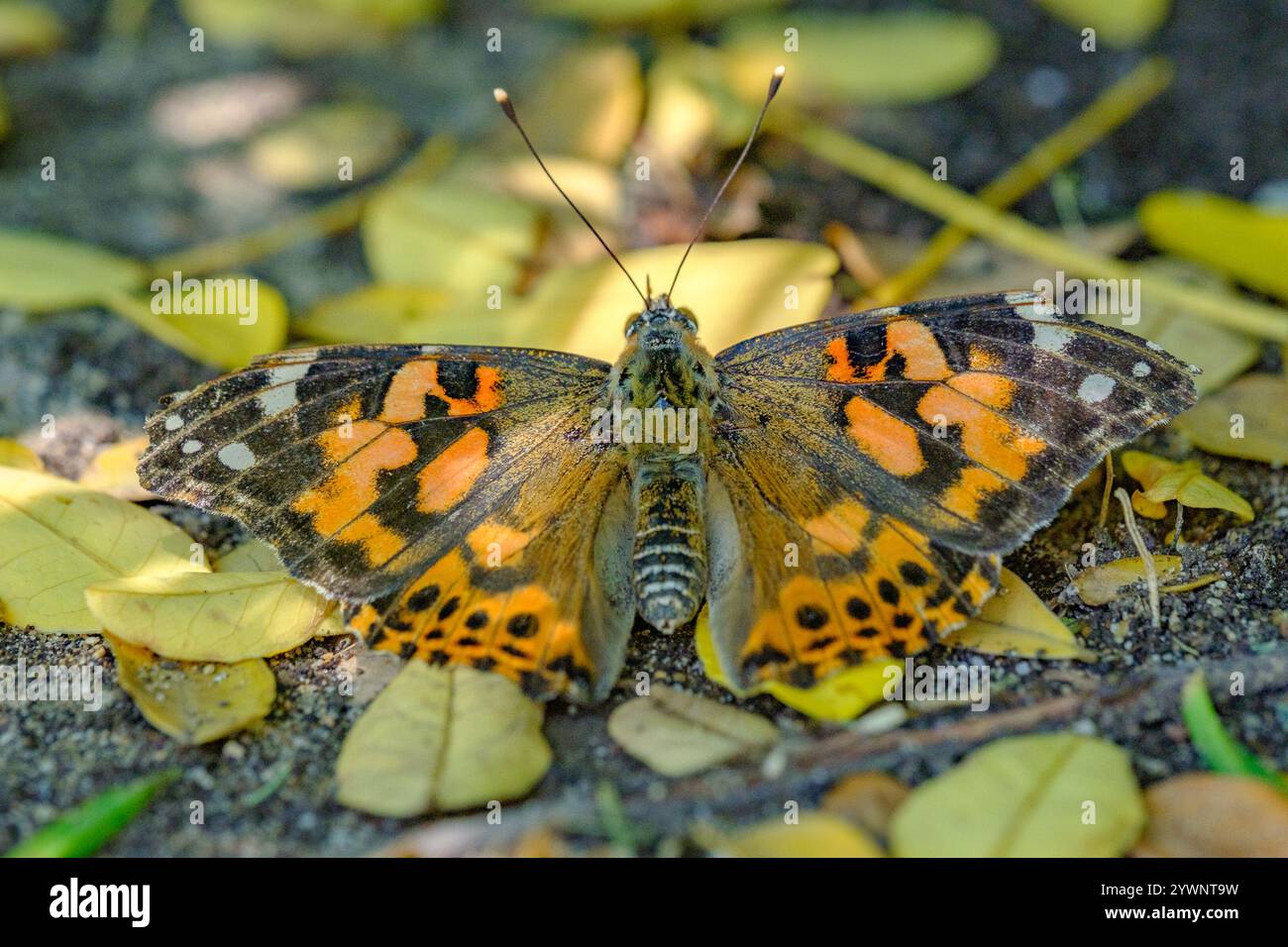 Painted Lady (Vanessa cardui Stock Photo - Alamy