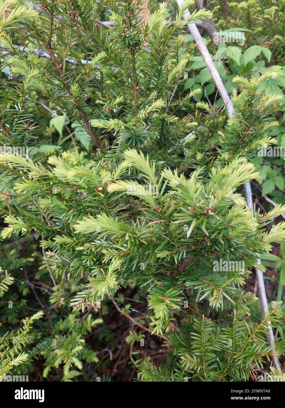 Canada yew (Taxus canadensis Stock Photo - Alamy