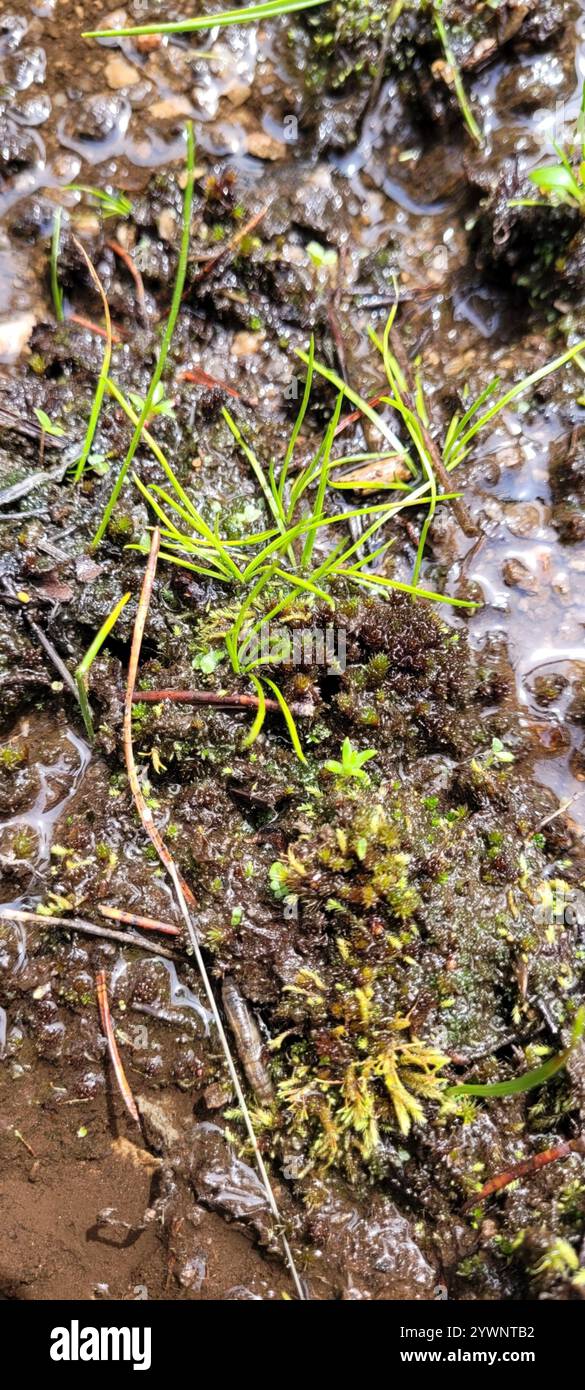 Columbia Quillwort (Isoetes minima Stock Photo - Alamy