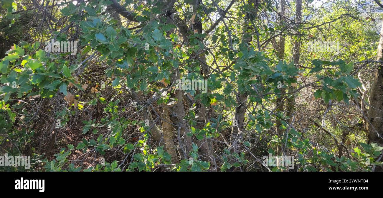Oracle Oak (Quercus × morehus Stock Photo - Alamy